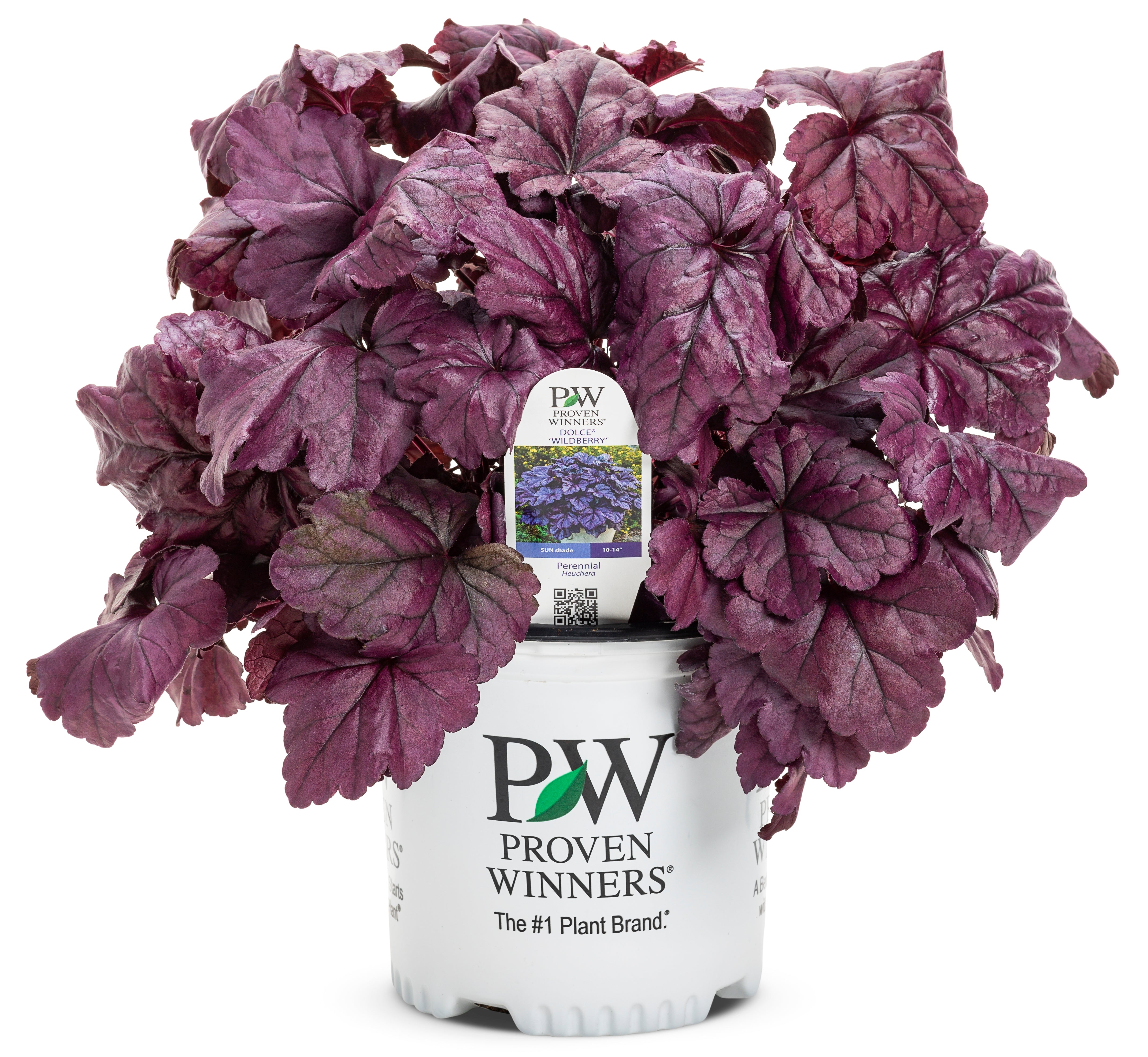Perennials – Garrison Farm & Garden